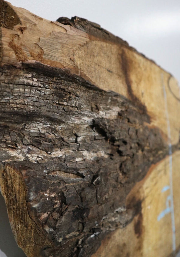 Oak Slab - Old Town Timber